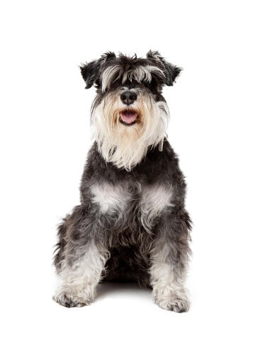 National Schnauzer Day! - Meadowvale
