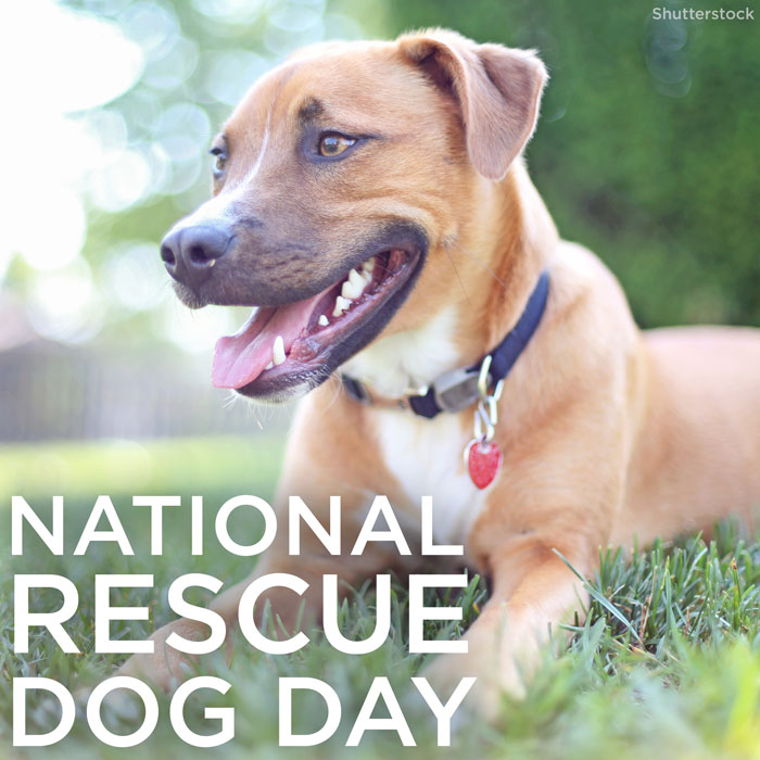 National Rescue Dog Day! - Meadowvale