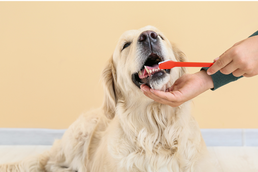 National Fresh Breath Day - Meadowvale