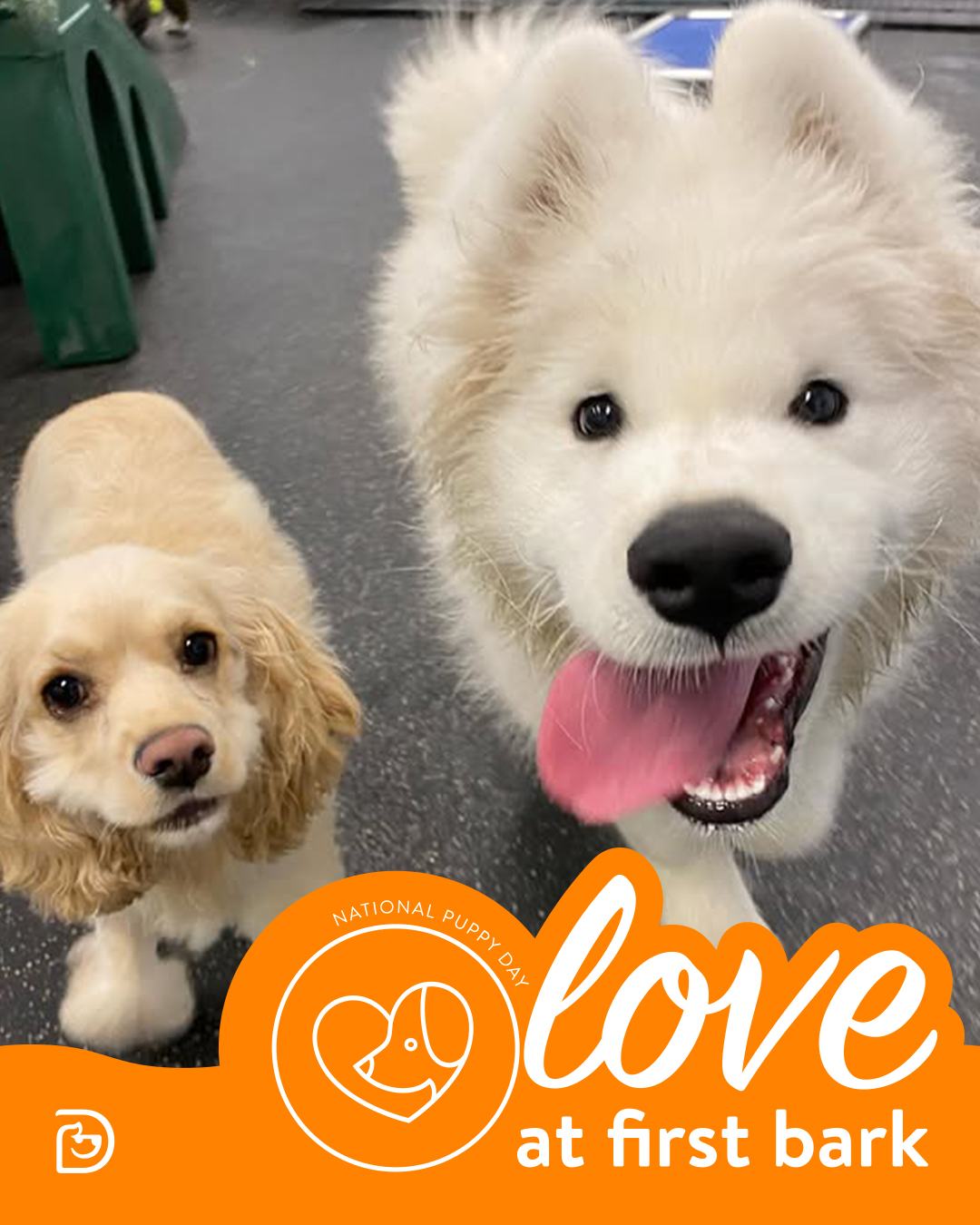 Puppy Day - Meadowvale