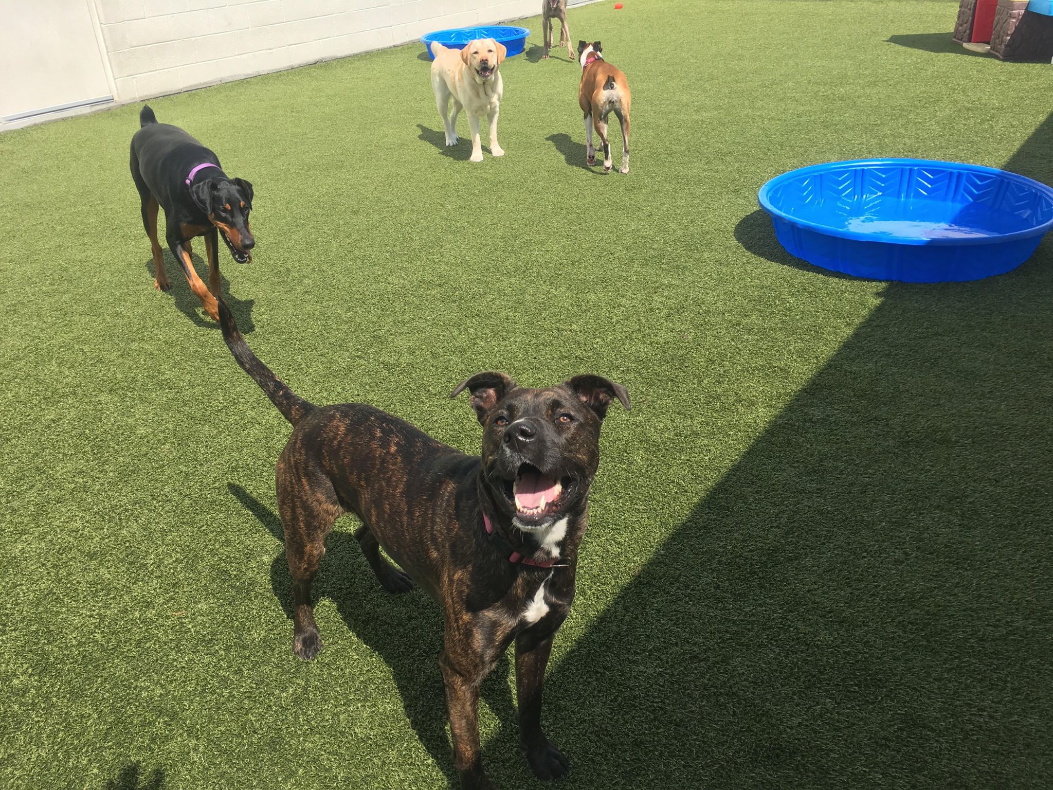 A Day In The Life of a Dog Day Camper - Commerce