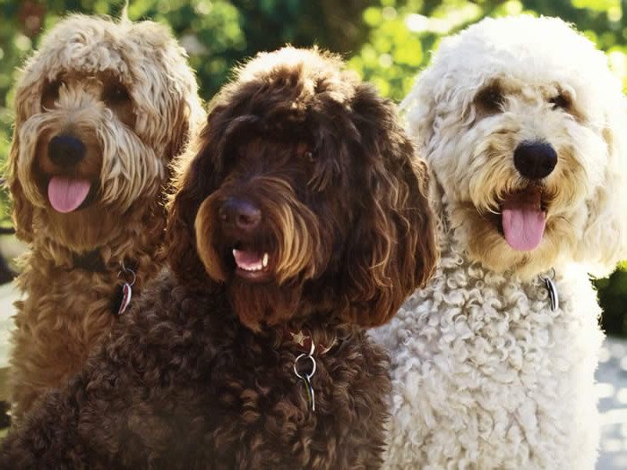 Doodle Day! - Commerce