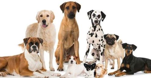 Purebred Day! - Commerce