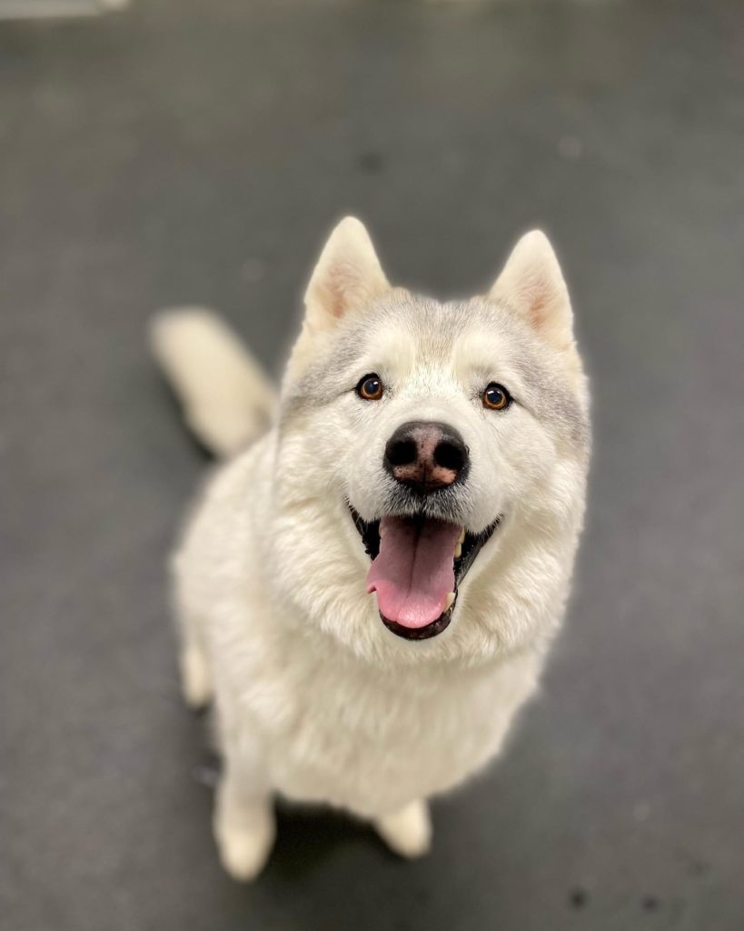 Husky Day! - Commerce