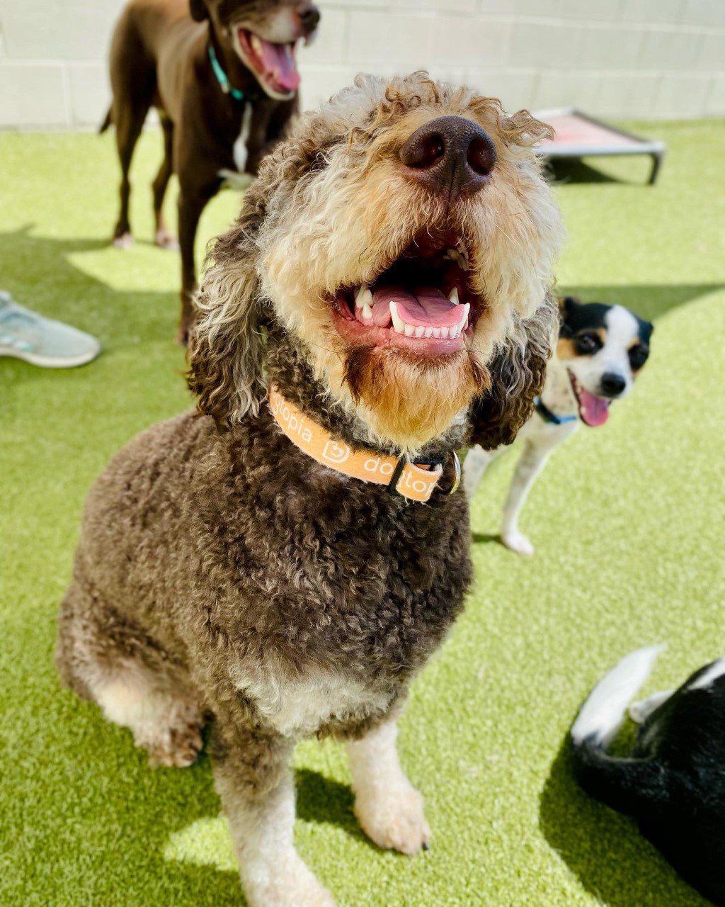 Dog Daycare, Boarding and Spa Commerce | Dogtopia Commerce