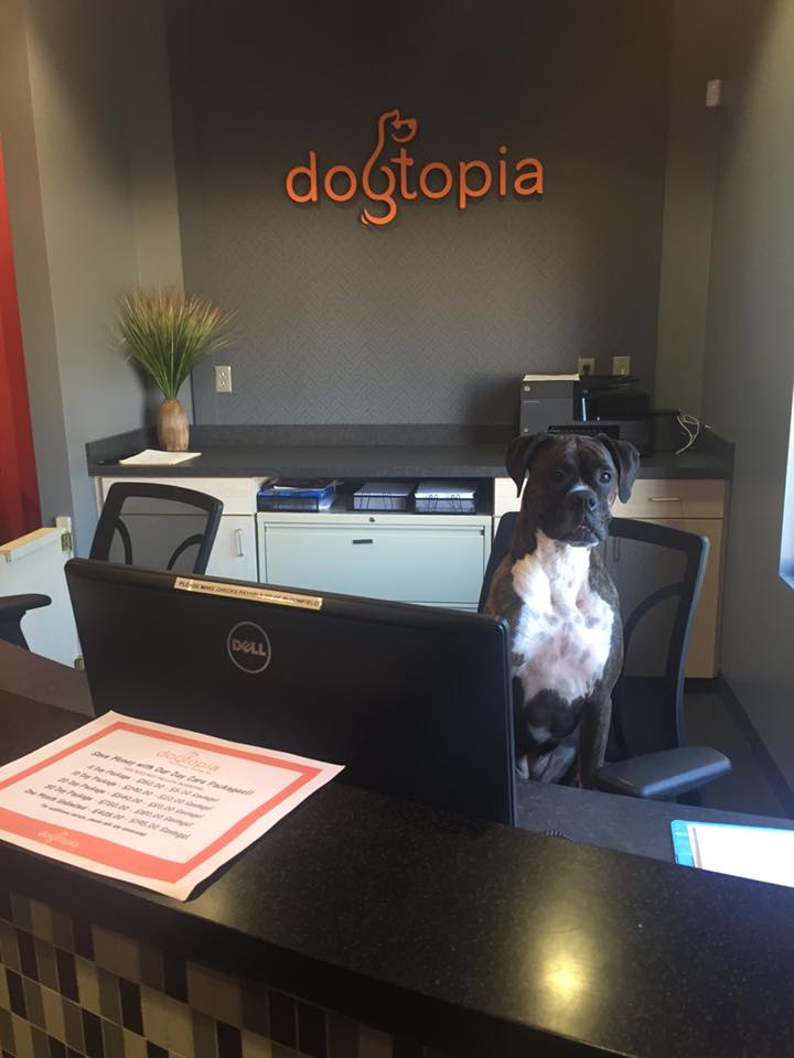 Go to the Dog Parks at Karner Farm? You’ll Love Dogtopia of Bloomfield ...