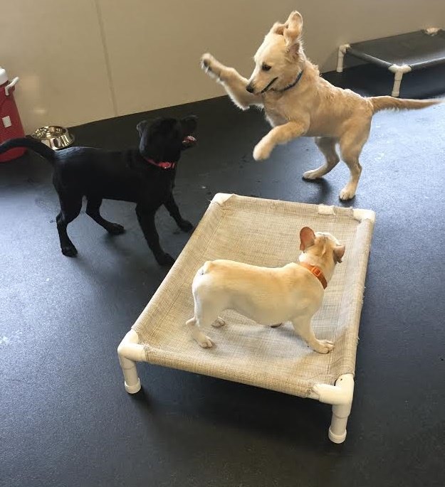 Basics of Puppy Socialization - Bloomfield