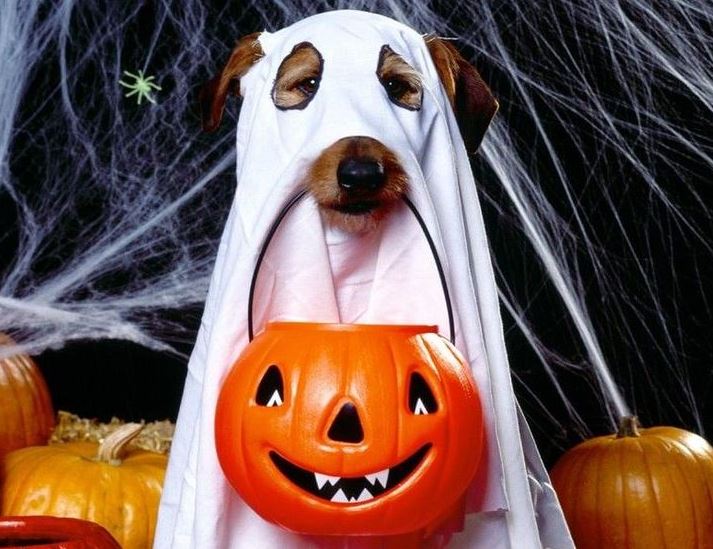 Howl-o-ween Pawty! - Bloomfield