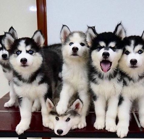 Husky Day! - Bloomfield