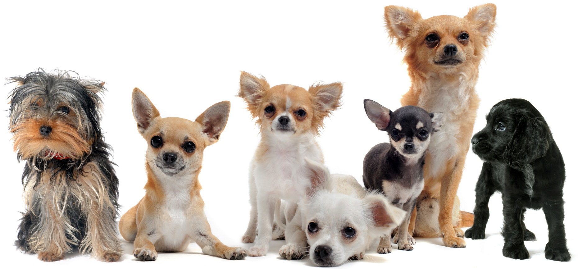 Mini Monday $20 (all pups under 21lbs) - Bloomfield