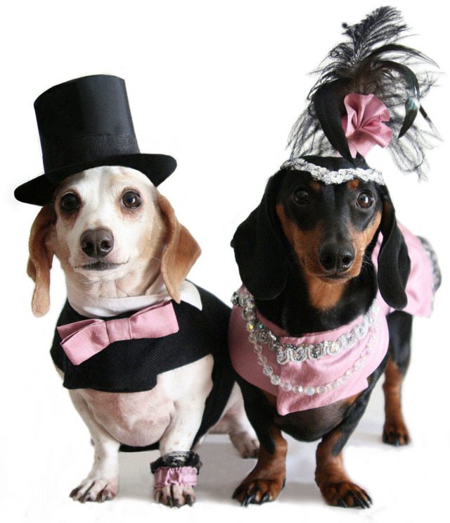 2018 Dogtopia PROM - Bloomfield