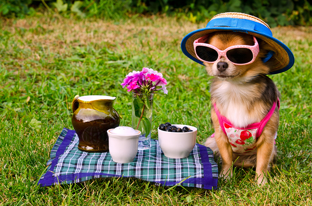 Picnic Party Picture Day - Bloomfield