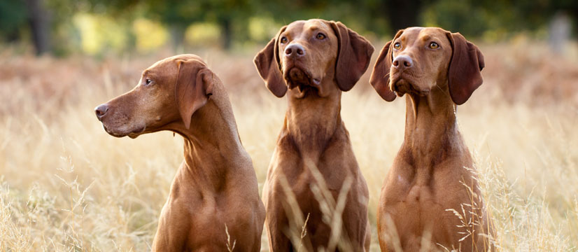 Vizsla Photo Day - Bloomfield
