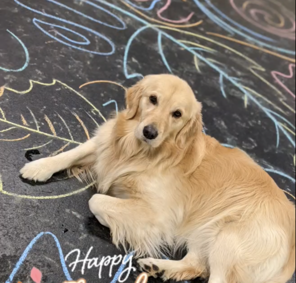 National Golden Retriever Day - Bloomfield