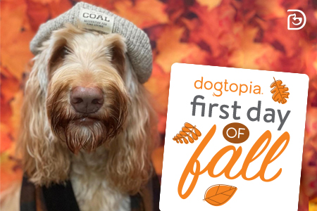 Fall Treat - Bloomfield