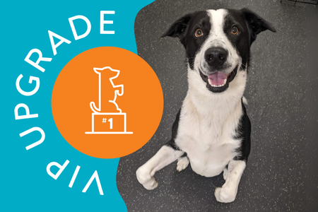 VIP Upgrade - Bloomfield