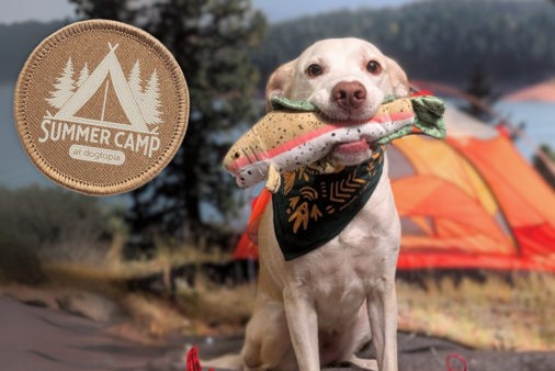 Camping Photoshoot - Bloomfield