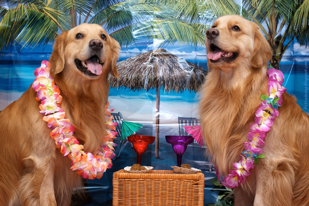 Luau Pawty at Dogtopia Birmingham! - Birmingham