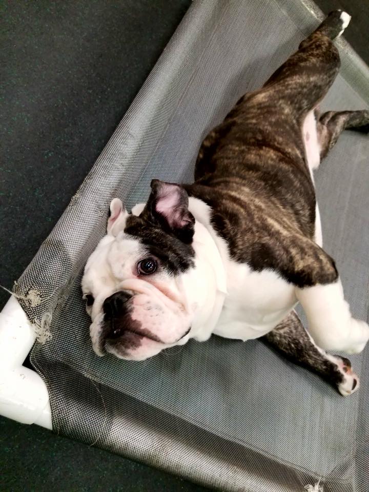 Scared puppy? Overcome puppy fear with Puppy Daycare - Birmingham