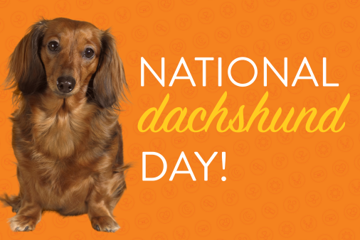 National Dachshund Day - Birmingham
