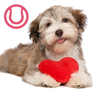 Humane Tomorrow Adoption Event - Highland Village