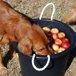 Bobbing for Apples! - Highland Village
