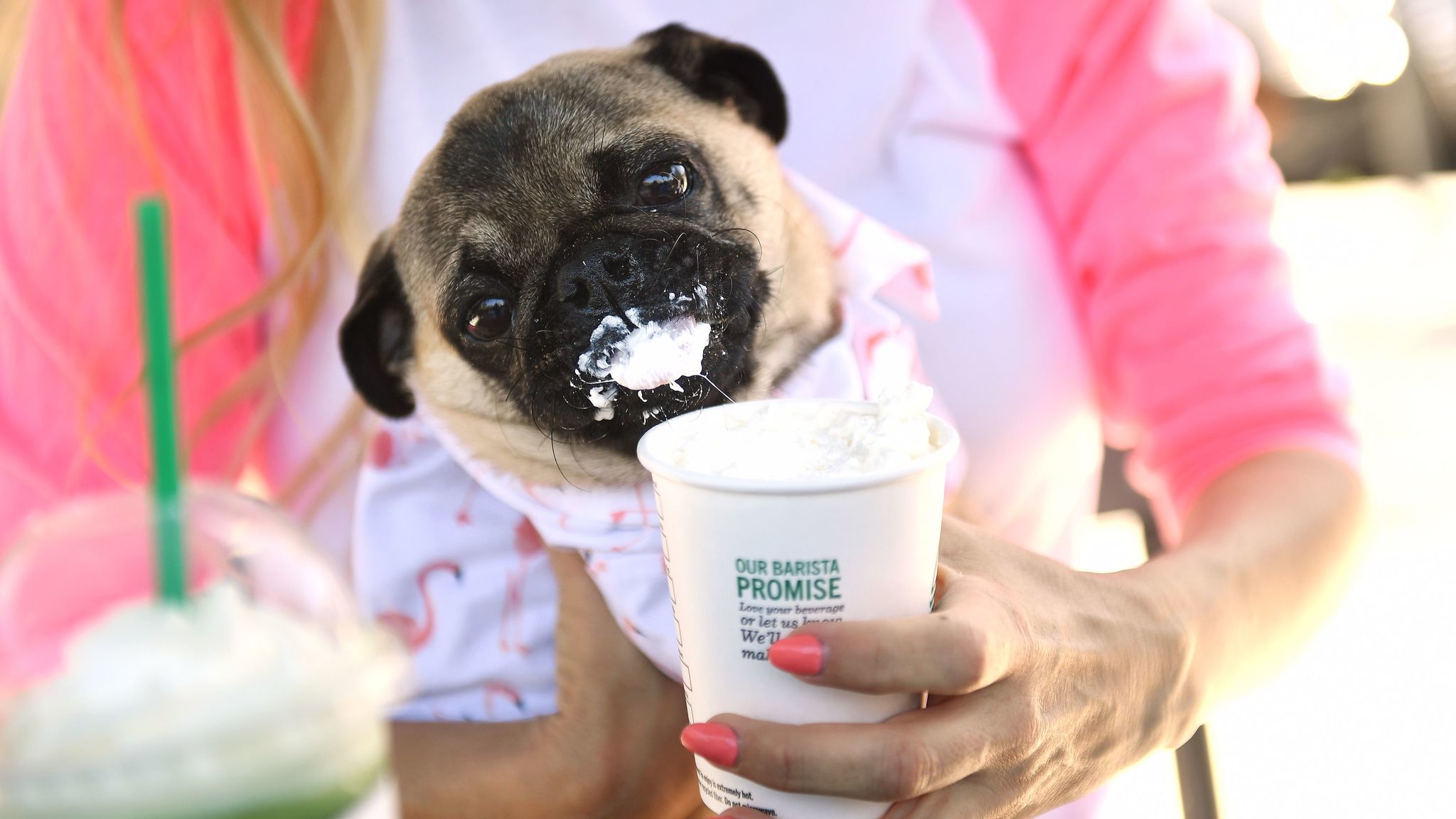 National Frappe Day - Highland Village