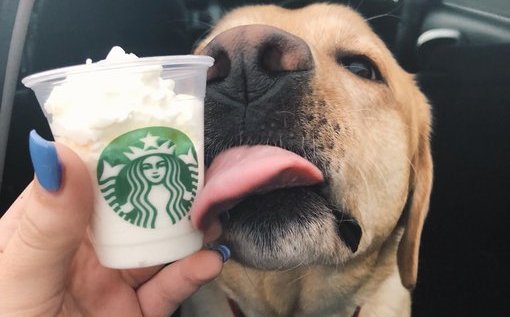 Oktoberfest - Puppuchinos - Highland Village