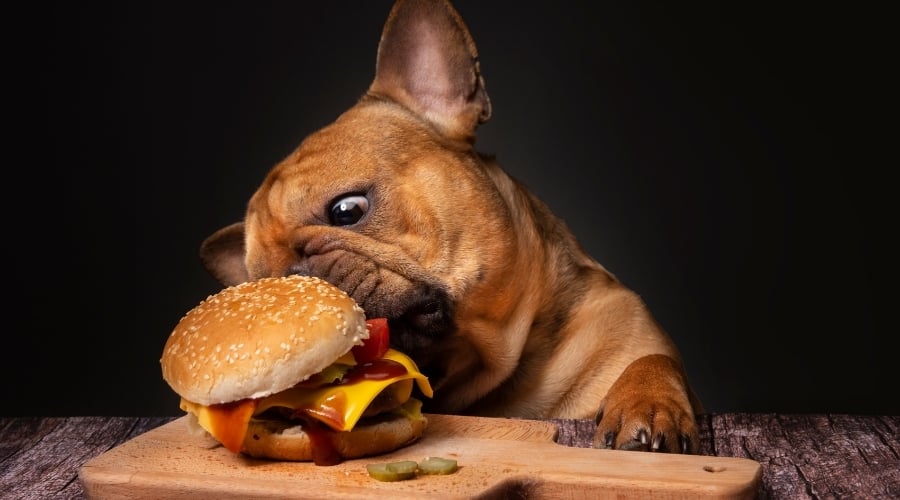 National Burger Day - Highland Village