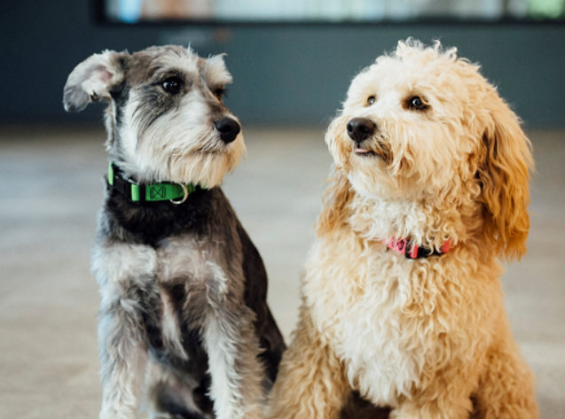 Doodle/Poodle Day! - Scottsdale