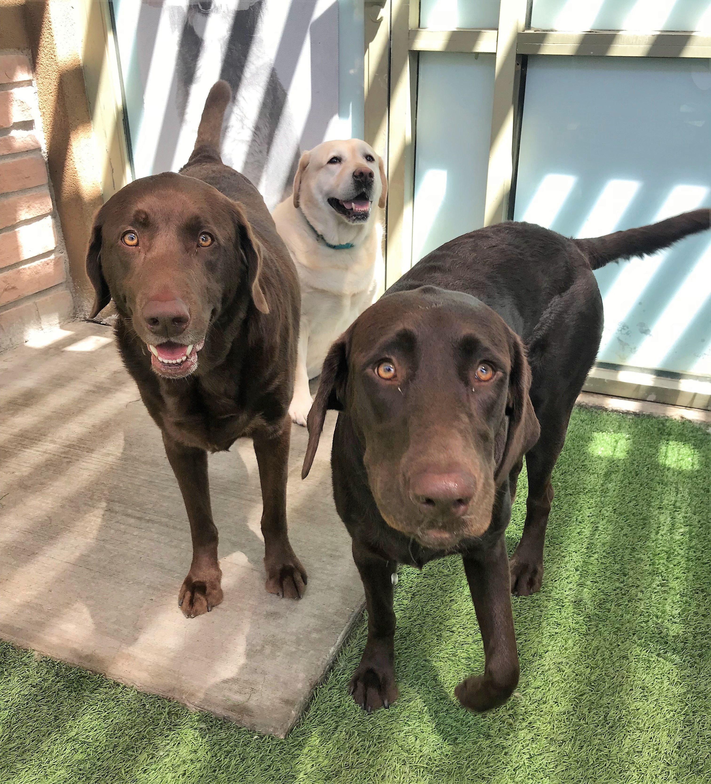 Breed Day Thursday: Labrador Retriever - Scottsdale