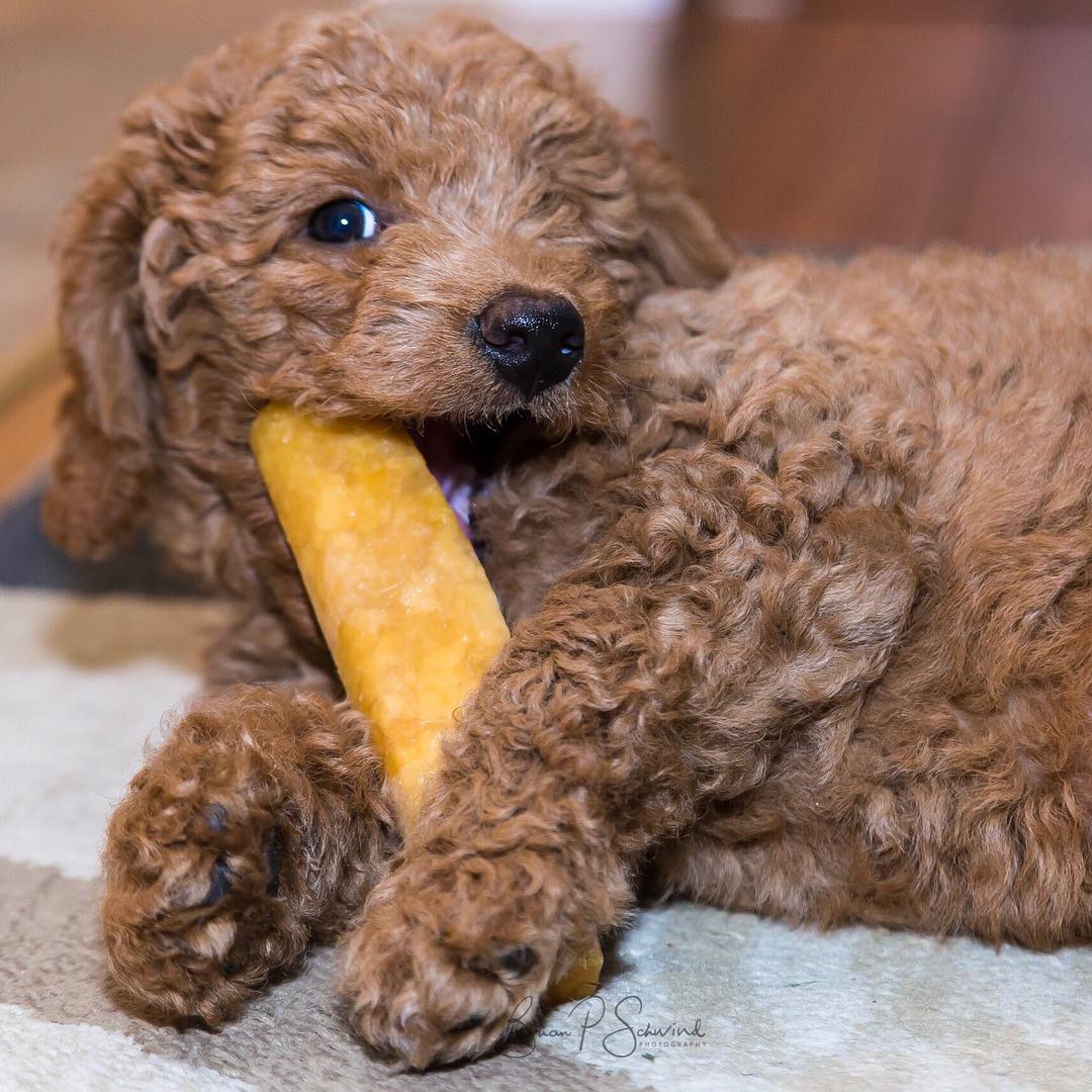 National Cheese Lover's Day! - Scottsdale