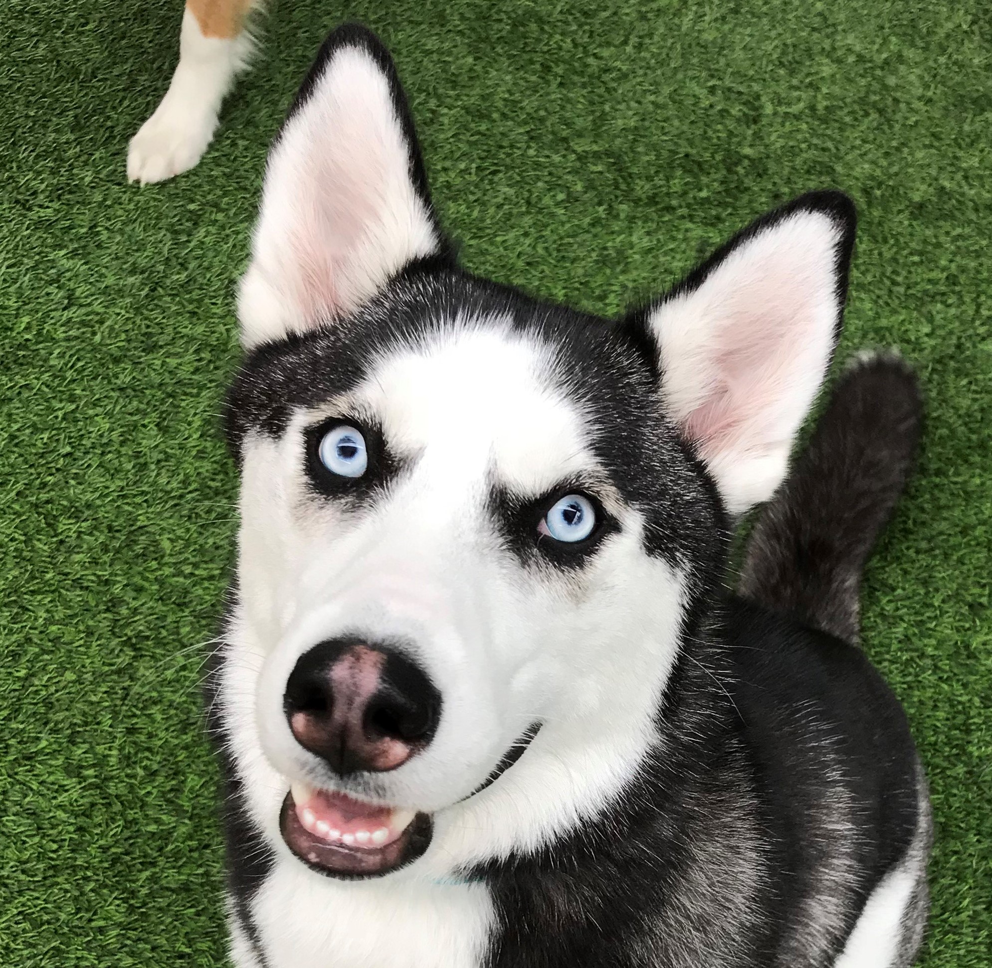 Breed Day Wednesday: Husky! - Scottsdale