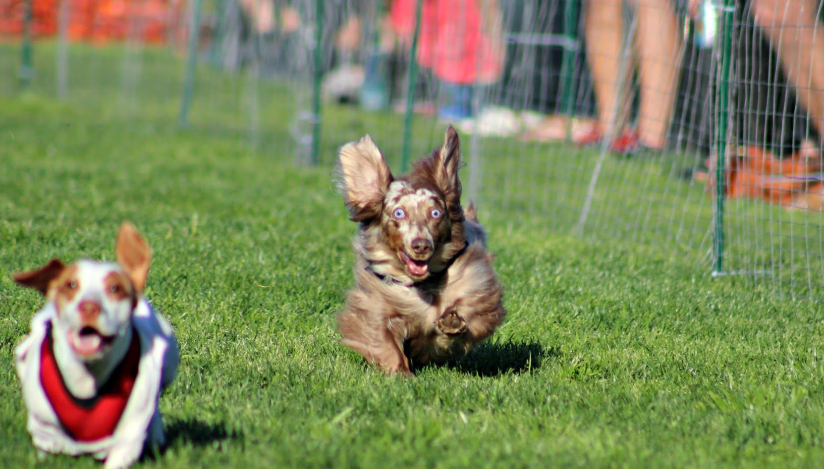 Dachshund Day! - Scottsdale