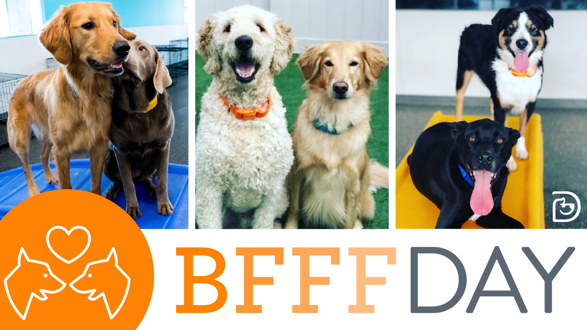 BFFF (Best Furry Friend Forever) Day! - Gainesville