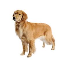 National Golden Retriever Day - Burlington
