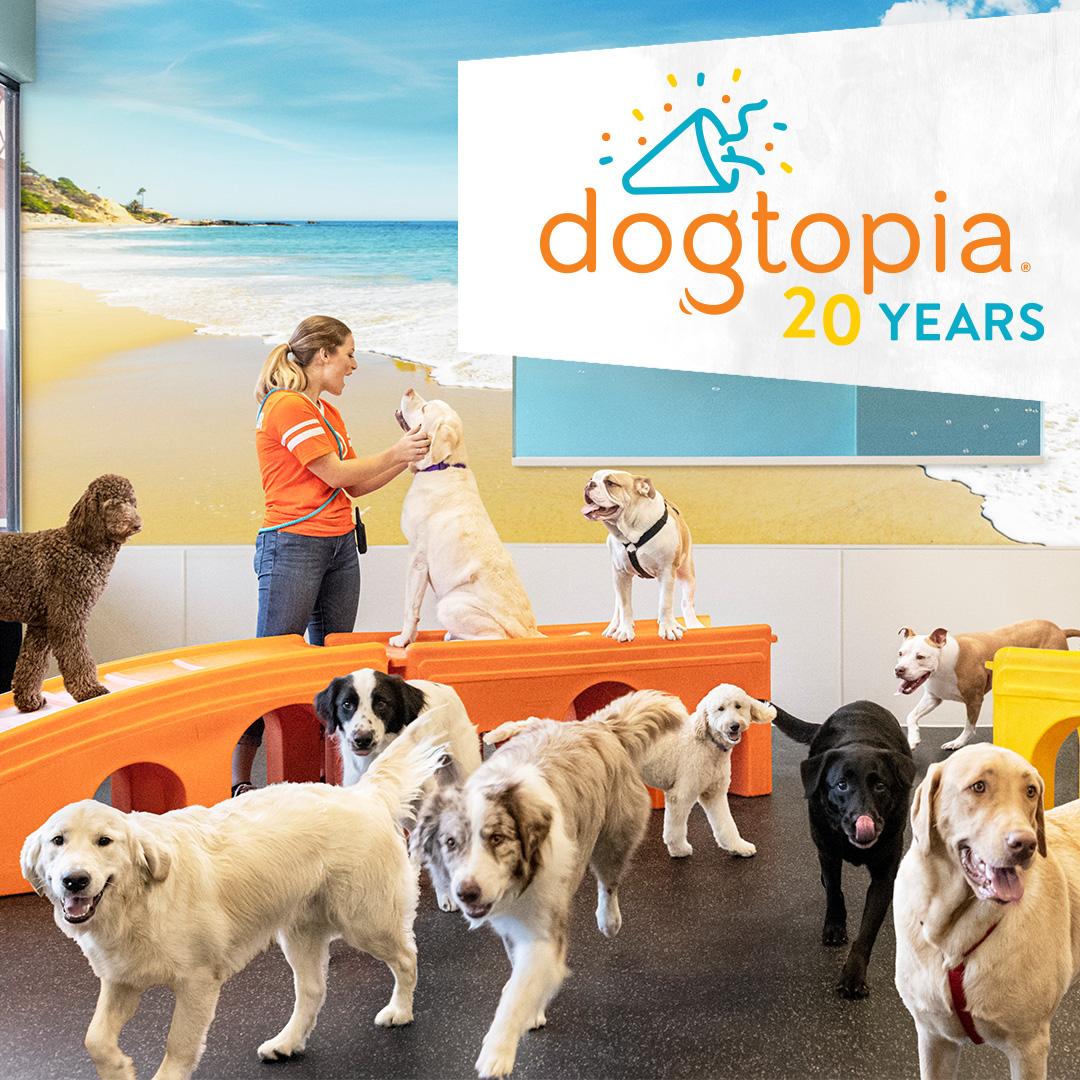 20th Anniversary of Dogtopia! - Burlington