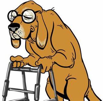 Senior Dog Day! - Burlington