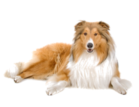 World Collie Day! - Burlington