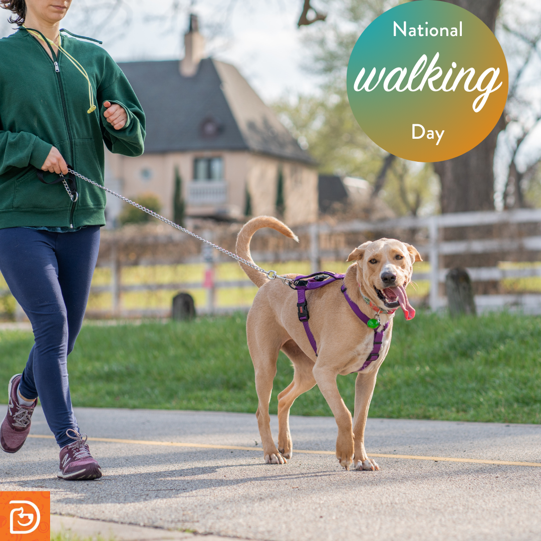 National Walking Day - Burlington