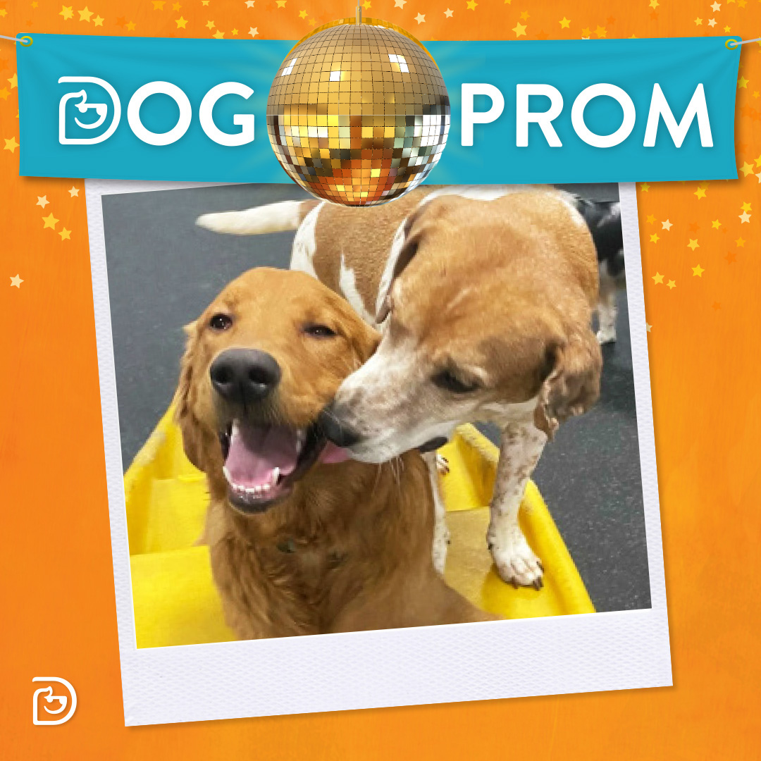 Prom Photo Day - Burlington