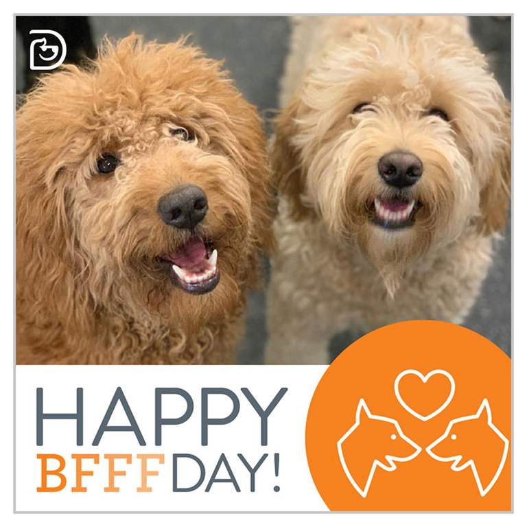 BFFF Day and Fetch it Forward for veterans - Bloomington