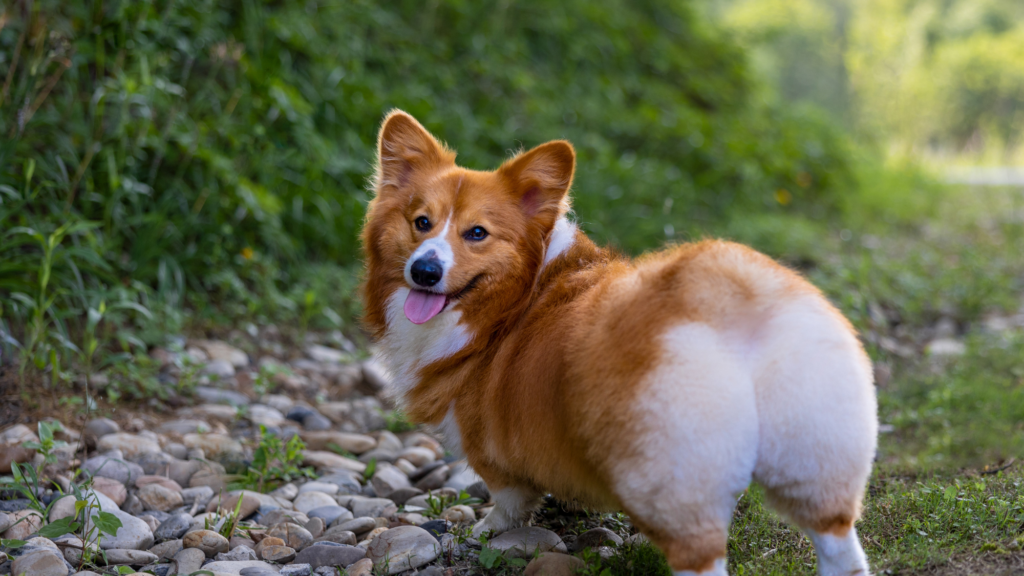 International Corgi Day - Bloomington