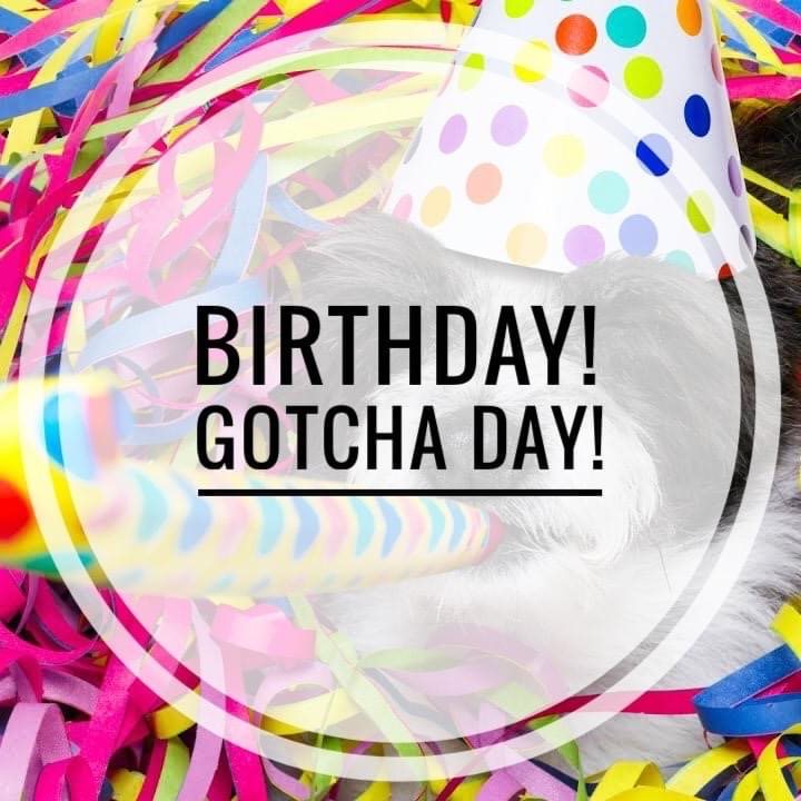 Birthday/Gotcha Day! - Houston-Galleria