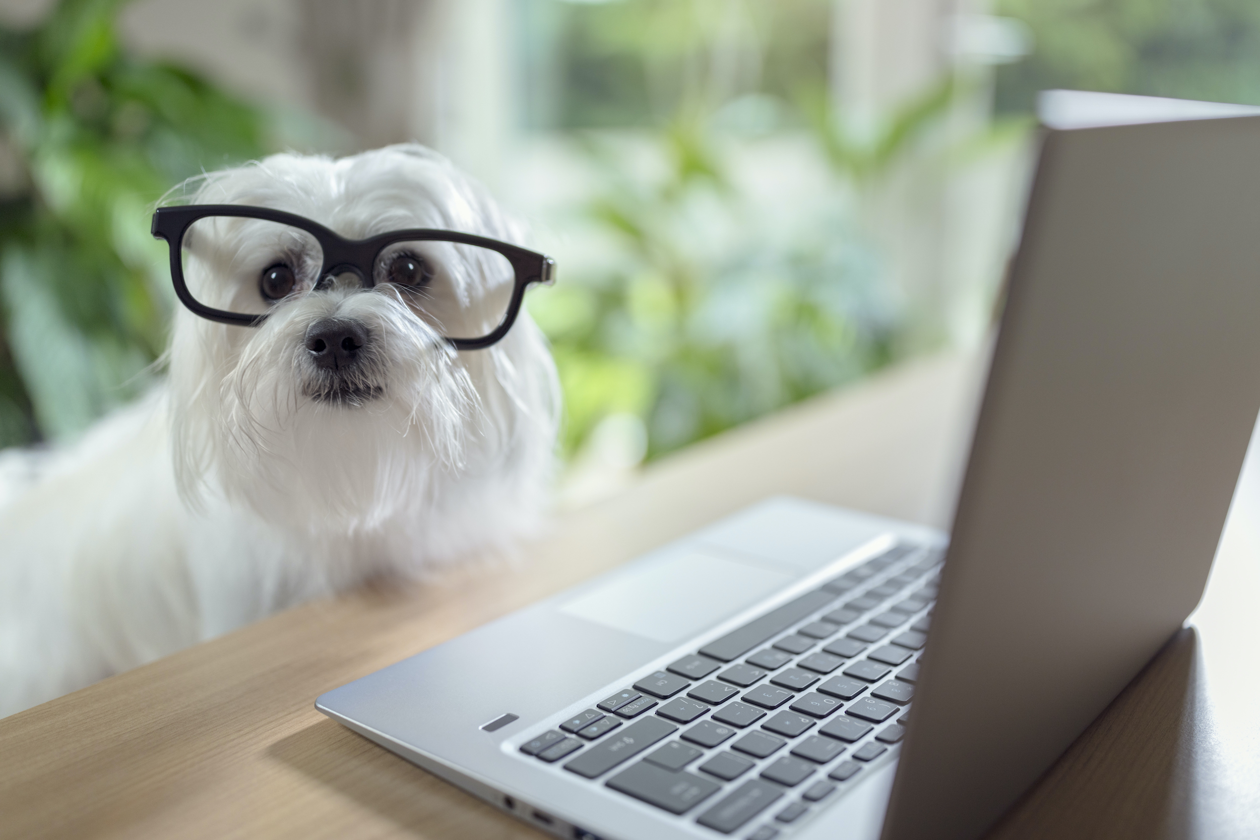 Dog Boarding Near Me With Cameras Dog Daycare Google Images Dog Dog Boarding Near Me With Cameras Dog Daycare Google Images Dog