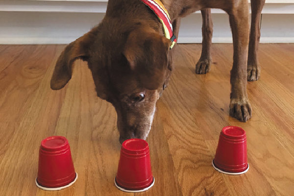 National Make a Dogs Day Party - Pewaukee