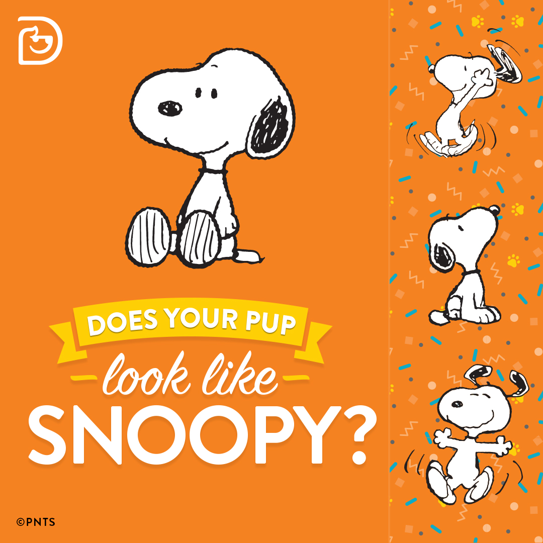 SNOOPY LOOK-A-LIKE CONTEST *Enter by August 9th* - Baton Rouge