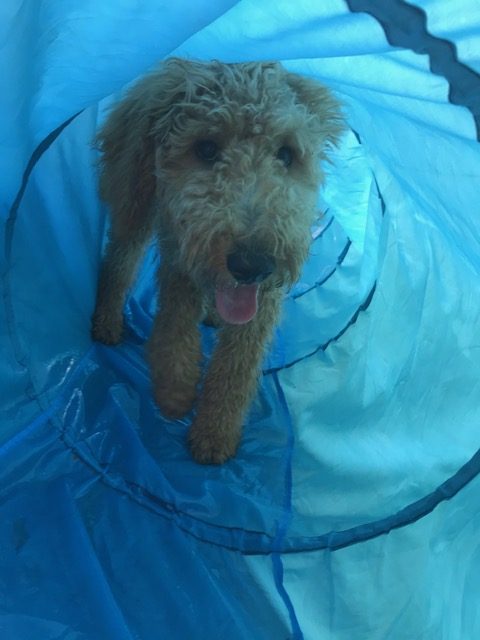 Agility Course Day! - Plano