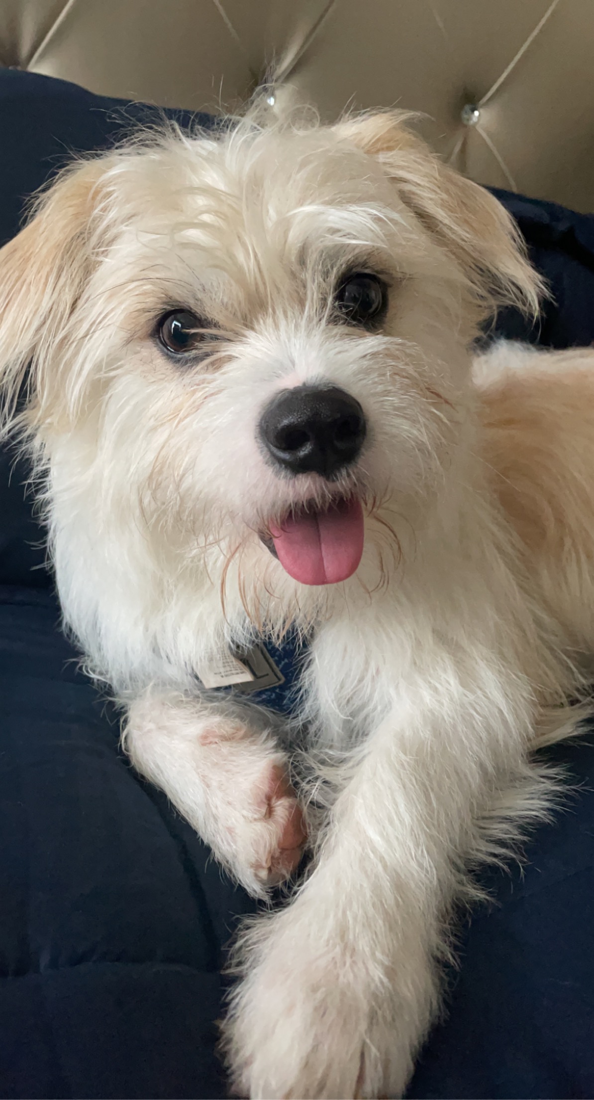 Dog Daycare, Spa, Boarding | Dogtopia Plano Texas