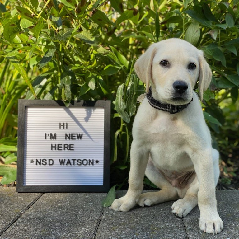 Meet Watson! - Brampton